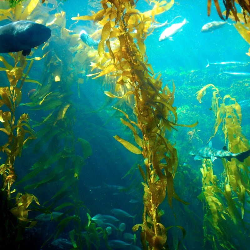 The Environmental and Health Benefits of Ocean Plants